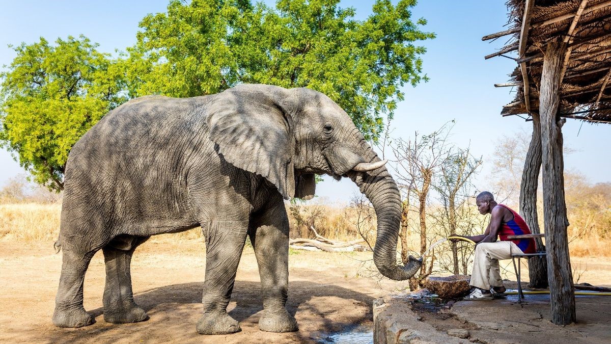 Legends and Legacies of Conservation in Africa