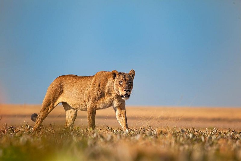 Legends and Legacies of Conservation in Africa