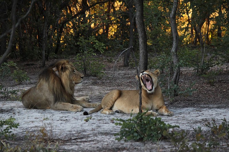 Legends and Legacies of Conservation in Africa