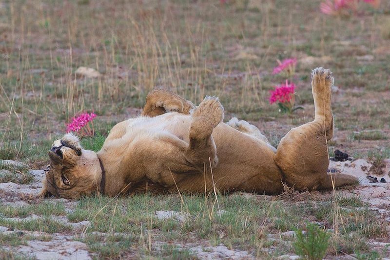 Legends and Legacies of Conservation in Africa