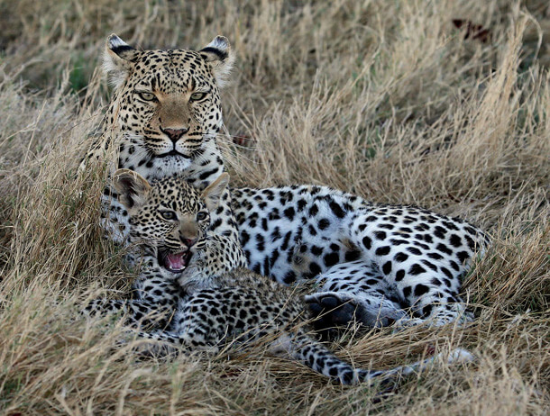 Legends and Legacies of Conservation in Africa