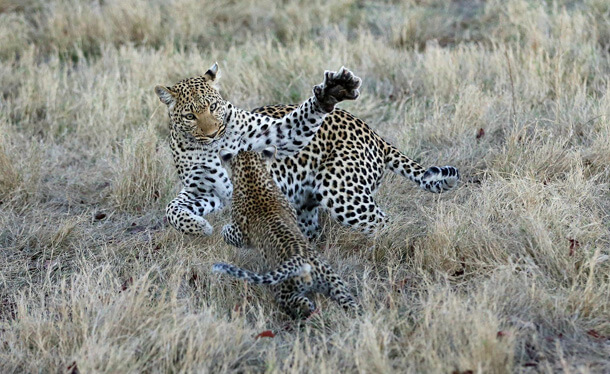 Legends and Legacies of Conservation in Africa