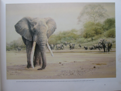 Legends and Legacies of Conservation in Africa