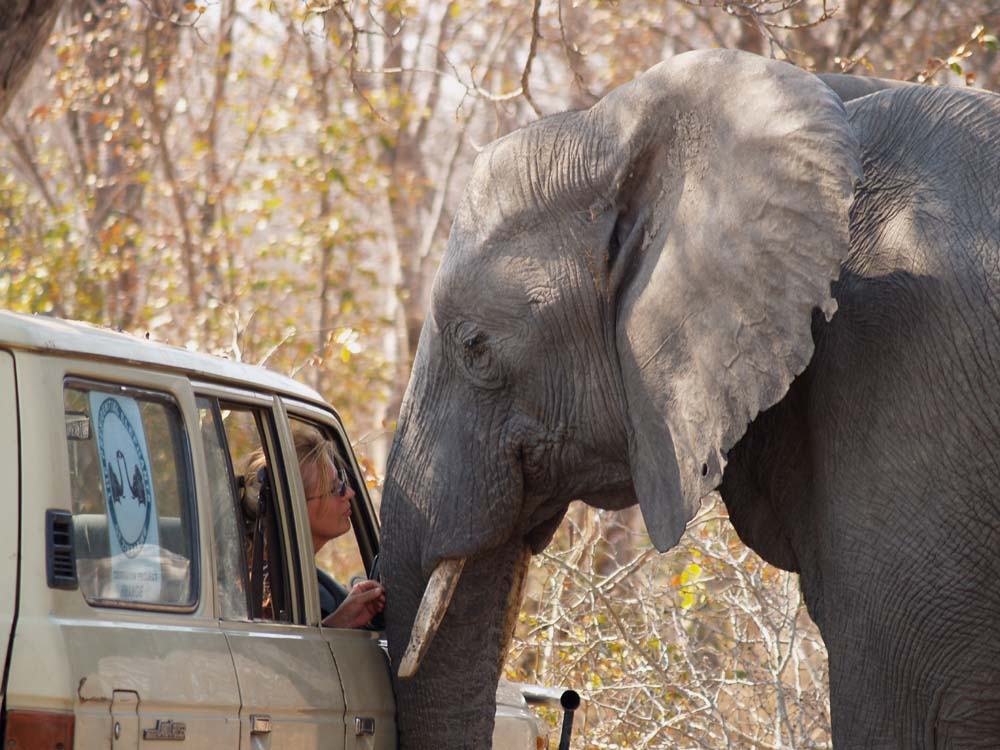 Legends and Legacies of Conservation in Africa